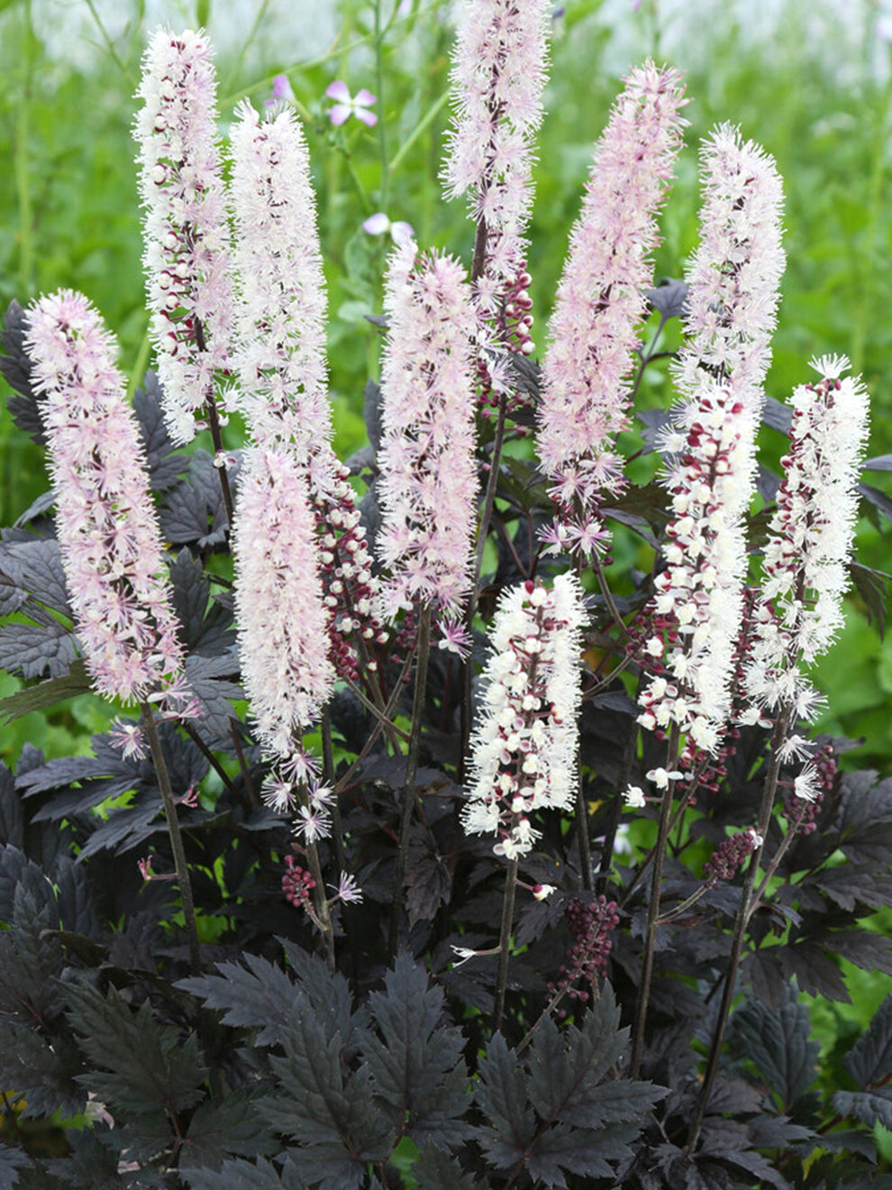 Actaea (Actée) : Vivaces d'Ombre à Baies Décoratives | DutchGrown™