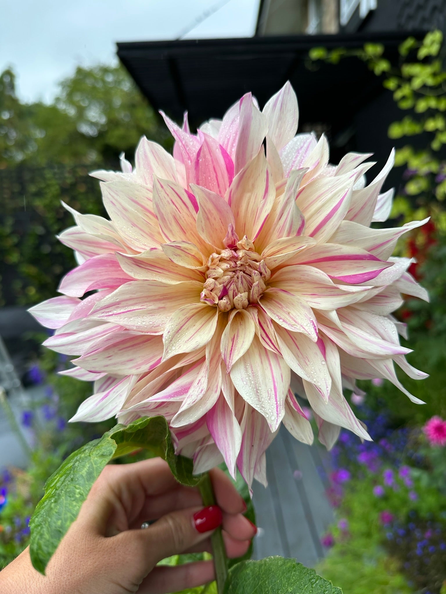 Achat bulbes dahlias pour votre jardin - plus de 88 variétés de dahlias!