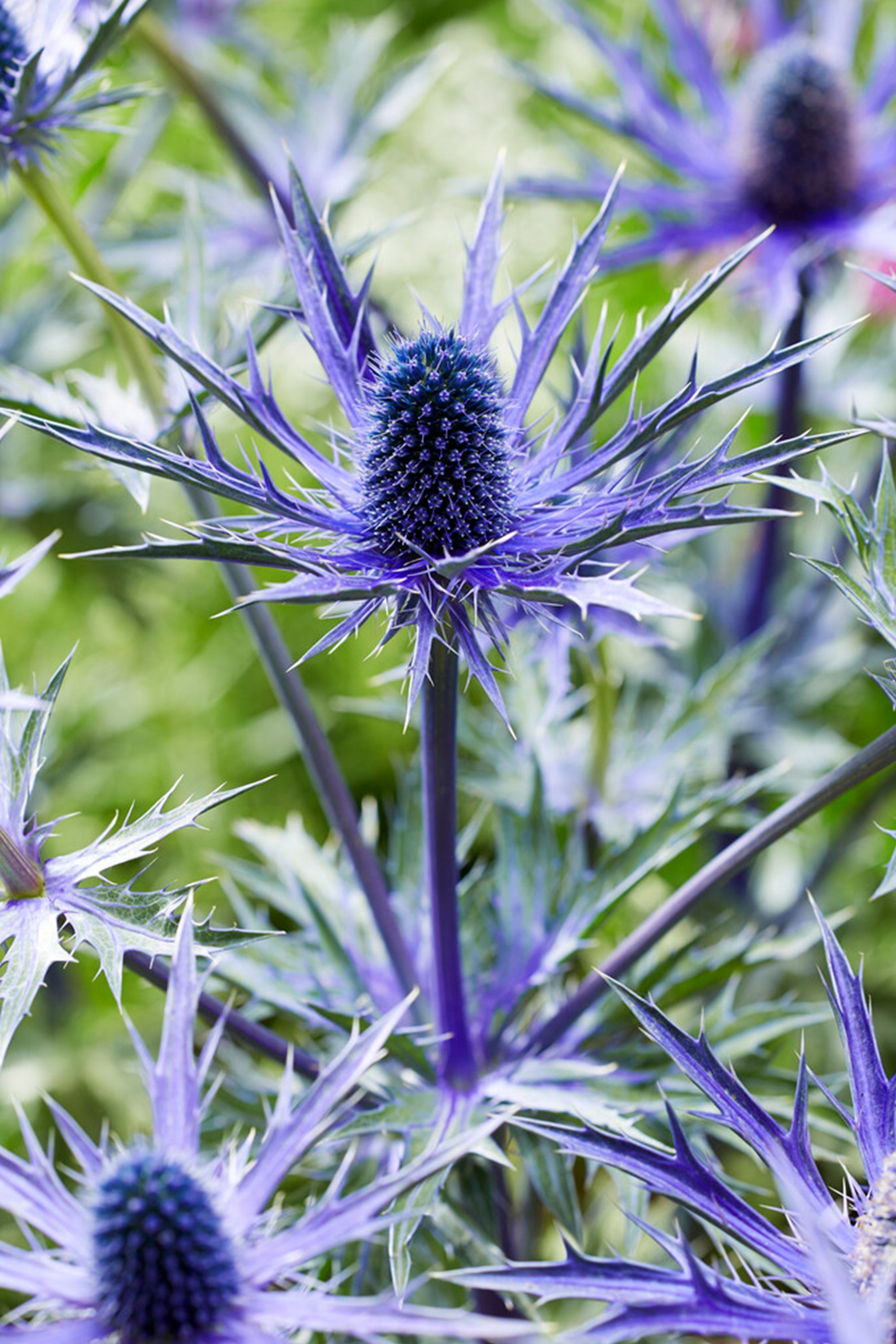 Eryngium (Panicaut – Chardon bleu nain) - Achat Racines nues en ligne