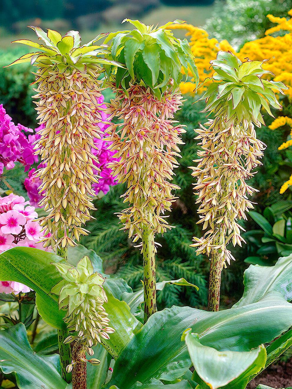 Eucomis