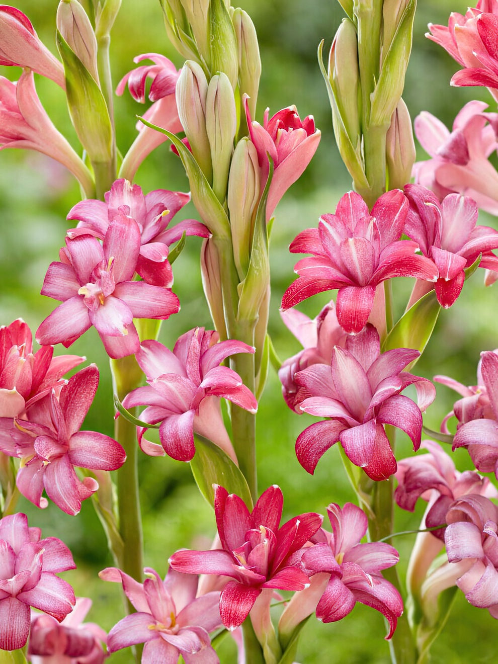Tubéreuse, Polianthes : une plante bulbeuse au parfum