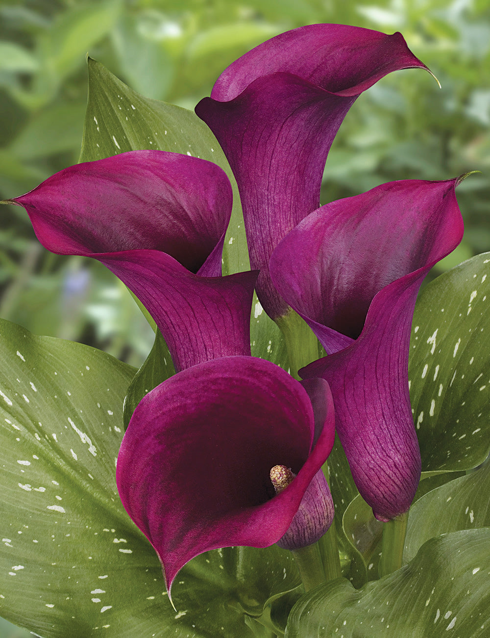 Achetez des bulbes d'Arum (Calla, Zantedéschia)
