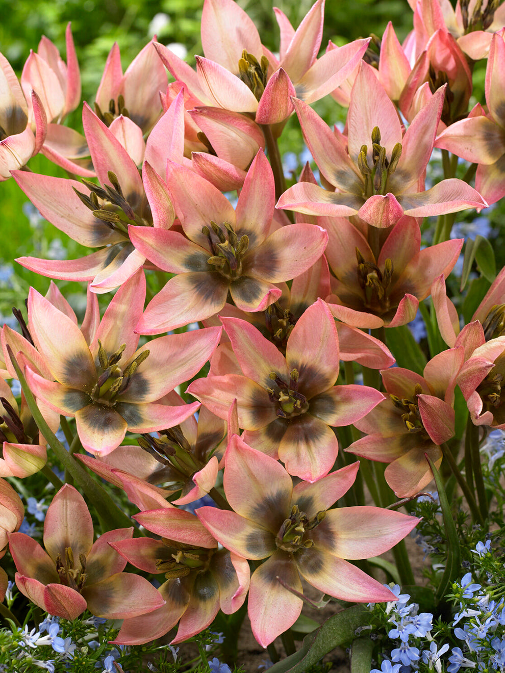 Tulipe Danique | Tulipe miniature rose argenté | DutchGrown™